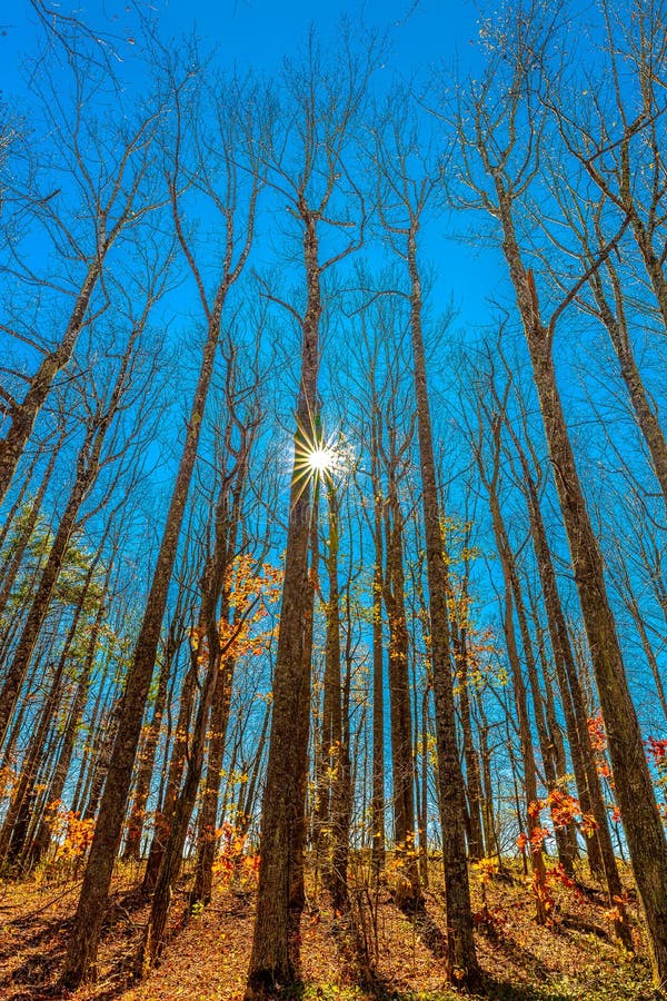 High Resolution Photo of Trees during the Fall Stock Photo - Image of ...