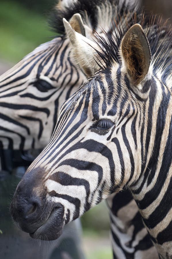 Beautiful Photo of Wild Zebras in the Forest Stock Image - Image of ...