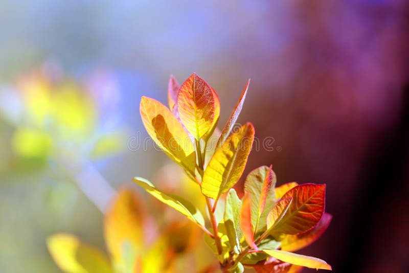 Beautiful Photo of Young Spring Leaves of Trees on Multicolored ...