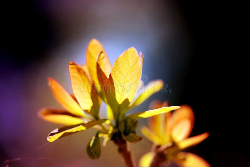 Beautiful Photo of Young Spring Leaves of Trees on Multicolored ...