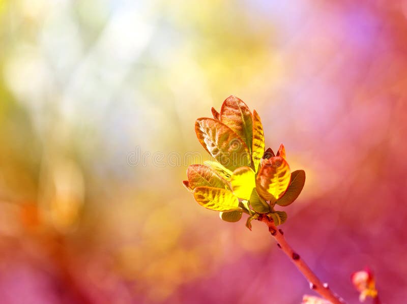 Beautiful Photo of Young Spring Leaves of Trees on Multicolored ...