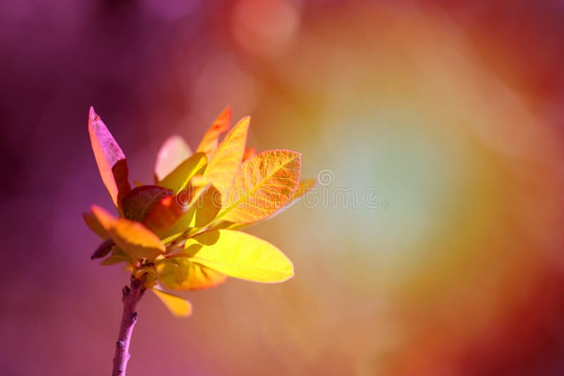 Beautiful Photo of Young Spring Leaves of Trees on Multicolored ...