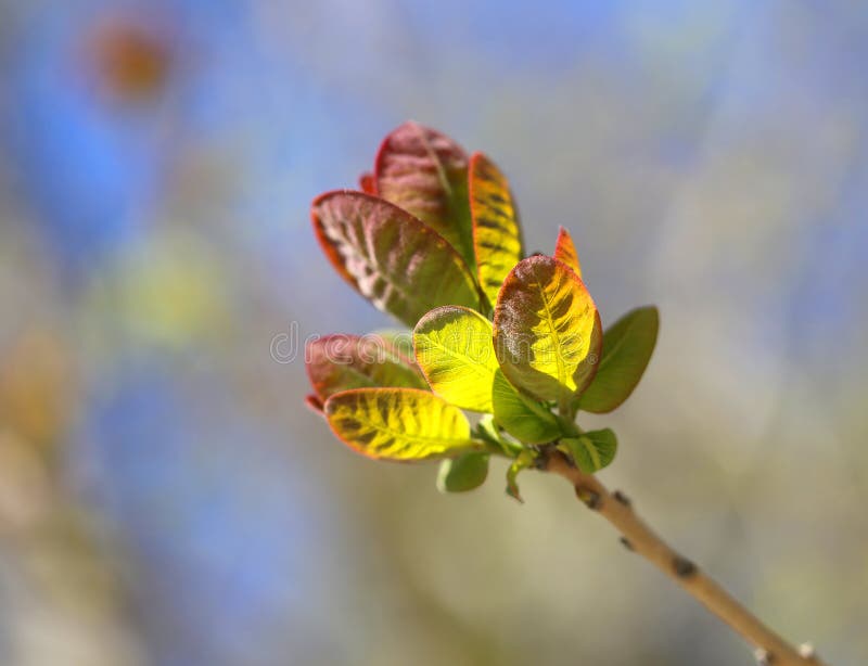 Beautiful Photo of Young Spring Leaves of Trees on Multicolored ...