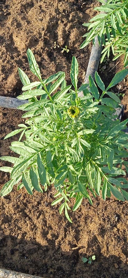 Beautiful Photograph of Marigold Flower Tree Stock Image - Image of ...