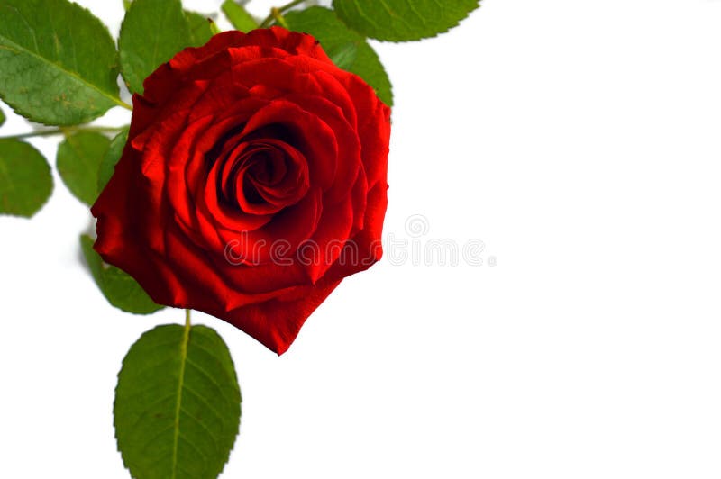 Beautiful Photography of Inside the Red Rose with Leaves Stock Photo ...