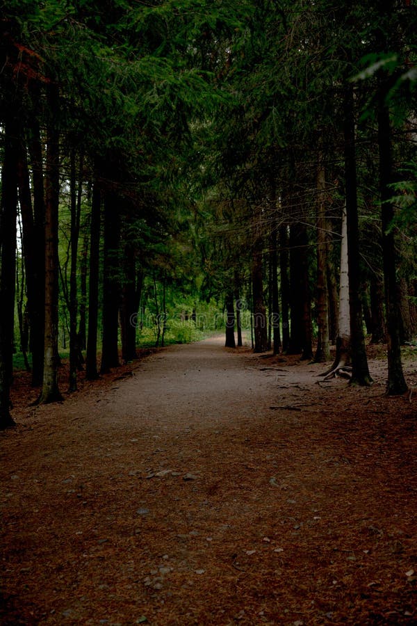 Deep Dark Forest. Beautiful Photos of Forests Stock Image - Image of ...