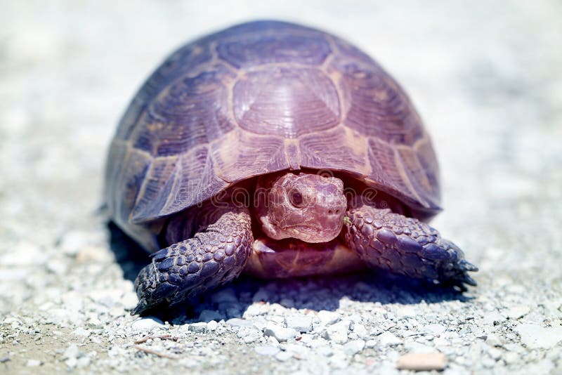 Beautiful Photos of a Large Turtle for Biology Stock Image - Image of ...