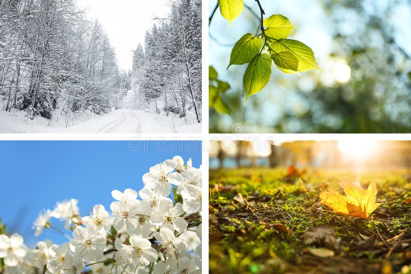 Photos of Nature. Four Seasons Collage Stock Photo - Image of scene ...