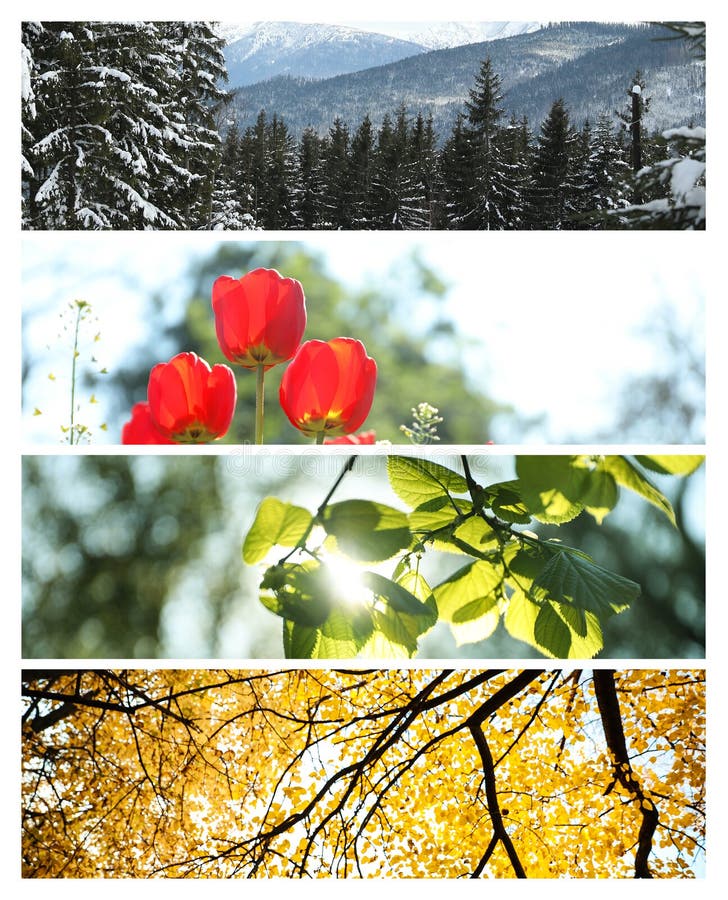 Photos of Nature. Four Seasons Collage Stock Image - Image of cycle ...