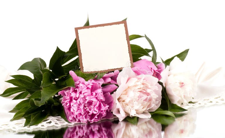 Beautiful pi-mesons stock photo. Image of flower, beautiful - 30511656