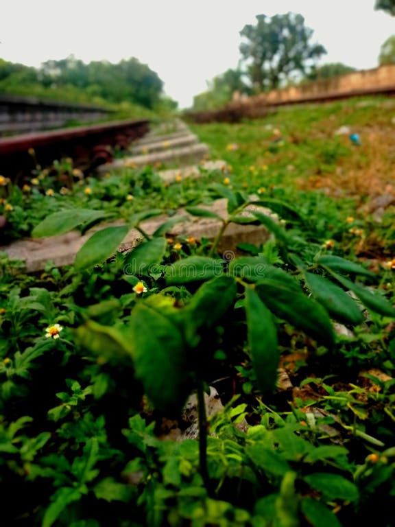 60,660 Pic Ragweed Stock Photos - Free & Royalty-Free Stock Photos from ...