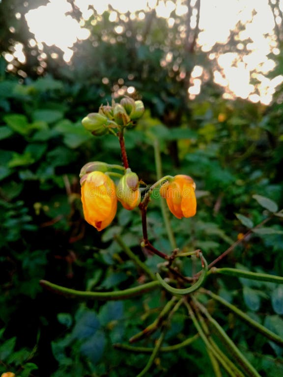 60,660 Pic Ragweed Stock Photos - Free & Royalty-Free Stock Photos from ...