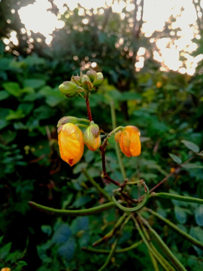 60,640 Sumila Pic Stock Photos - Free & Royalty-Free Stock Photos from ...