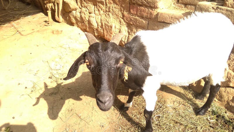 Goat stock image. Image of nice, goat, beautiful - 131738949