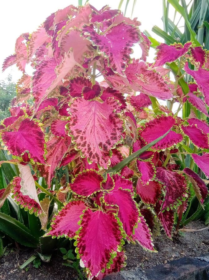 Beautiful Pick Summer Flower Stock Photo - Image of beautiful, flower ...