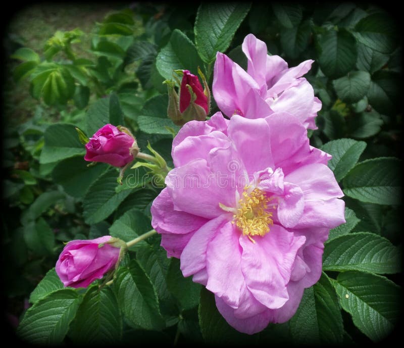 Beautiful Pick Summer Flower Stock Photo - Image of beautiful, flower ...