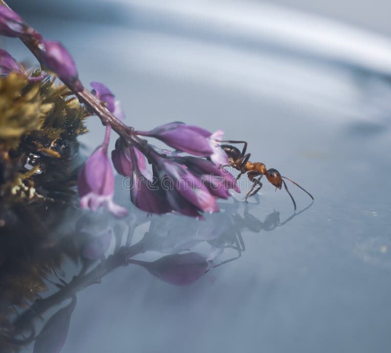 Beautiful Picture of the Ant and Flower Stock Image - Image of drawing ...