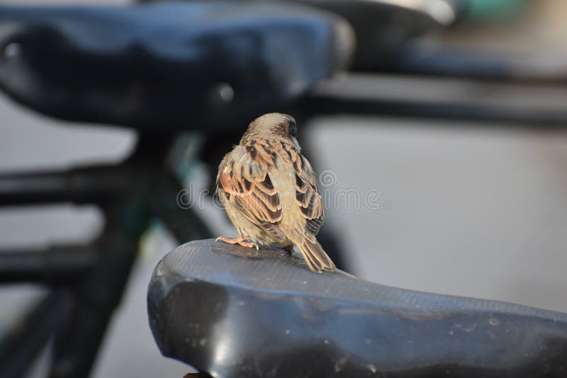 Beautiful Picture of Back of Sparrow Bird Stock Image - Image of ...
