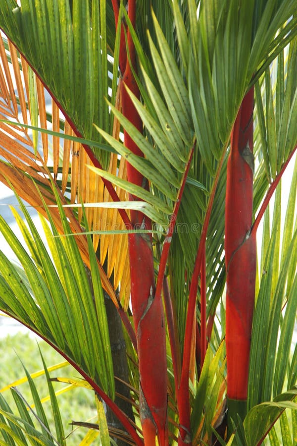 Beautiful Picture of a Colorfull Palm Tree on a Sun Light Stock Image ...