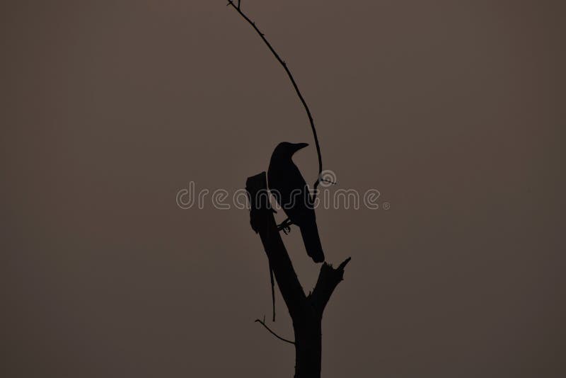 Crow on the tree branch stock photo. Image of yellow - 202884096