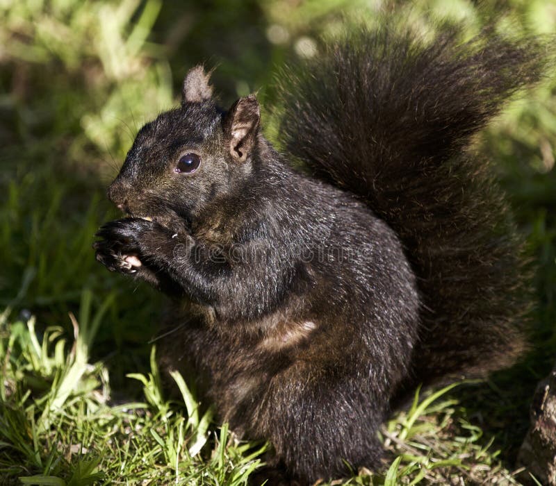 Beautiful Picture with a Cute Black Squirrel Stock Image - Image of ...