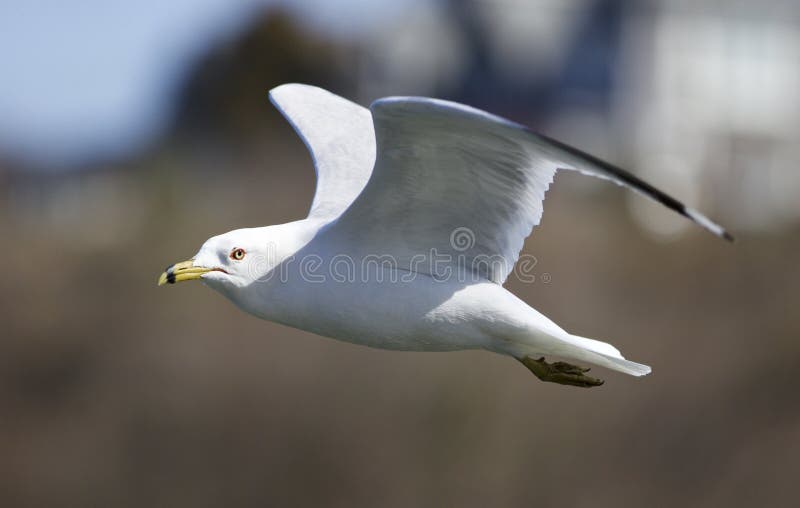 Beautiful Picture with a Flying Gull Stock Photo - Image of confident ...