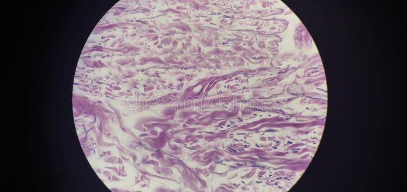 Connective Tissue Under A Microscope Stock Illustration - Illustration ...