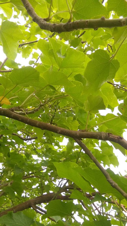 Green beans stock photo. Image of love, beautiful, beans - 122325810