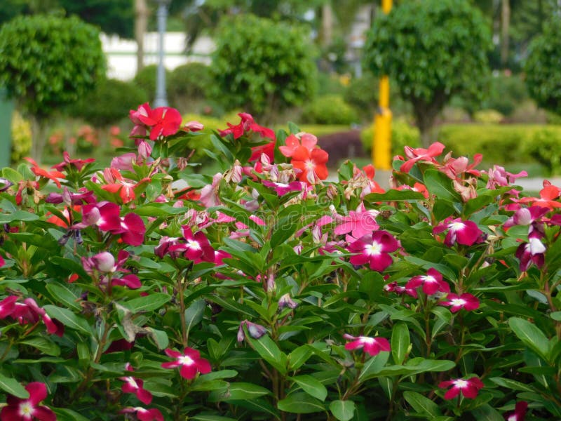 A Beautiful Picture of a Group of Flowers. Stock Image - Image of ...