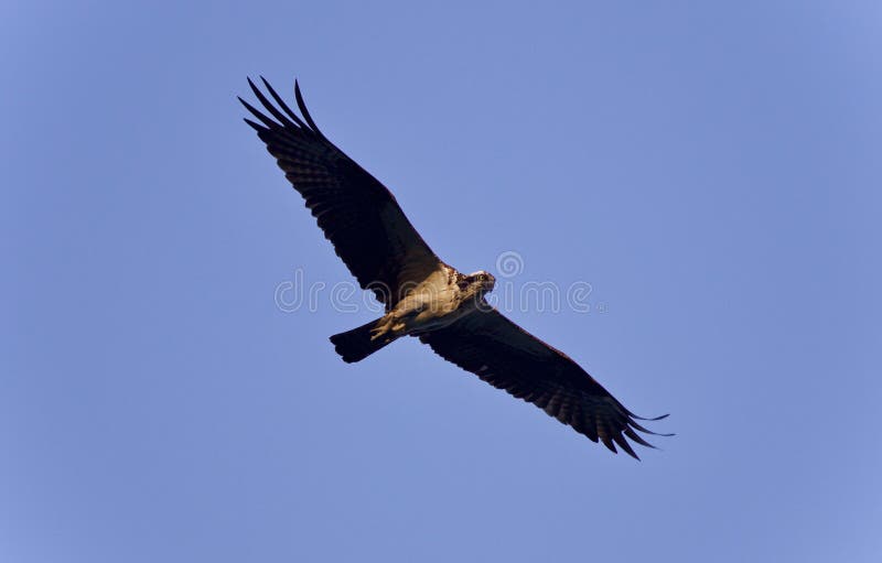 Beautiful Picture with a Beautiful Hawk Flying Stock Photo - Image of ...