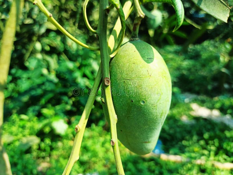 Beautiful Picture of a Mango Hanging on a Tree Branch Stock Photo ...