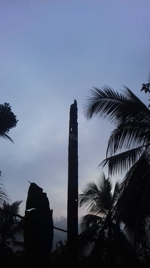 Kithul Tree Stock Photos - Free & Royalty-Free Stock Photos from Dreamstime