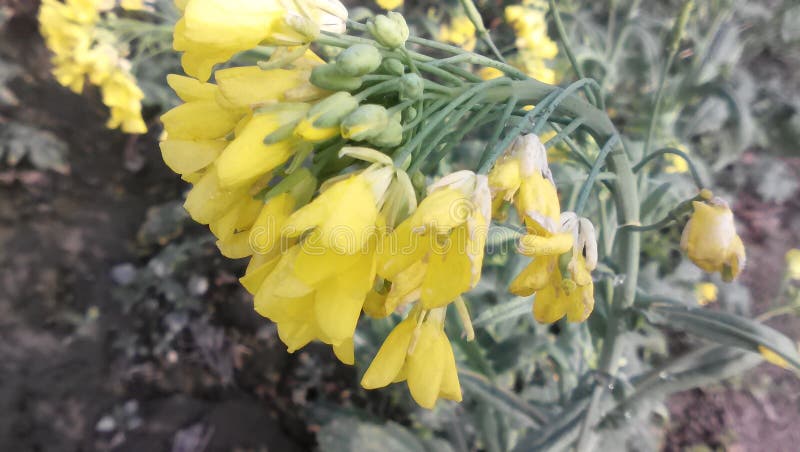 A Beautiful Picture of Mustered Flower for Growing Stock Photo - Image ...