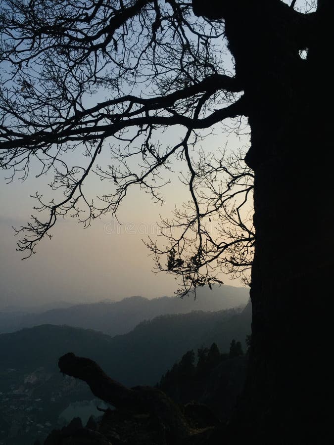 Beautiful Picture of a Old Tree in Evening Time Stock Image - Image of ...
