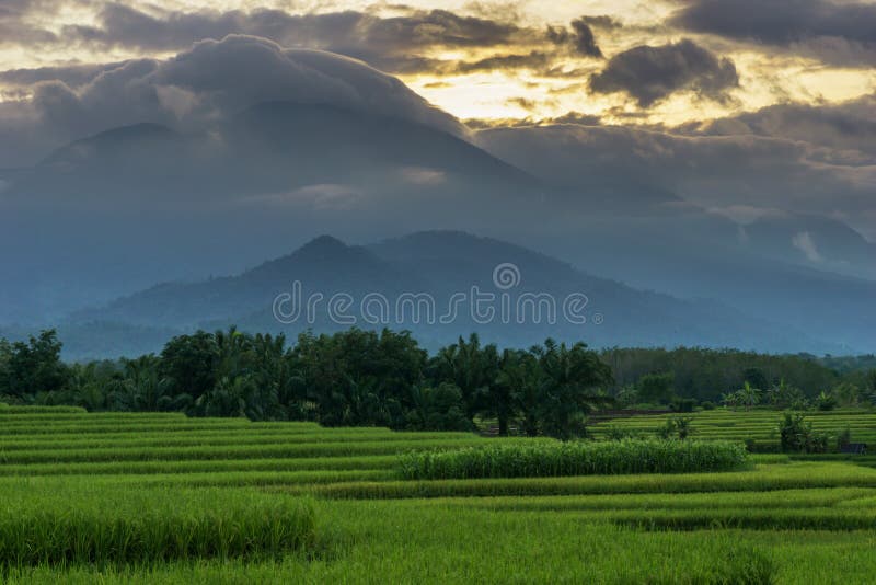 A Beautiful Picture of Paddy Fields Stock Photo - Image of landscape ...