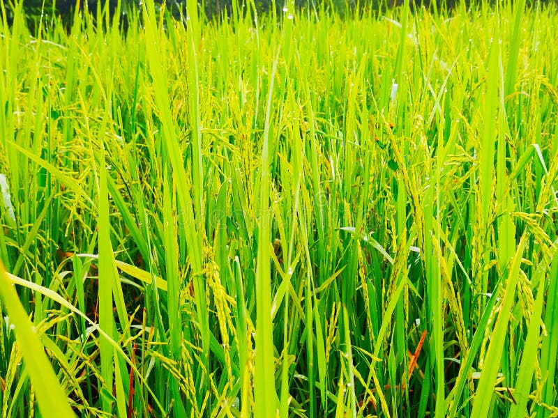 Beautiful Picture of Paddy Fields Stock Image - Image of meadow, paddy ...