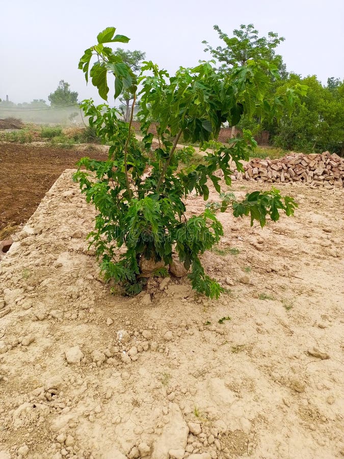 Beautiful Picture of Plants Stock Photo - Image of rose, wheat: 316995434