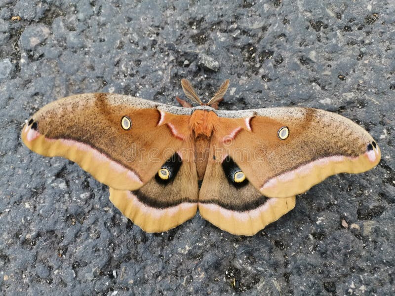 283 Polyphemus Moth Stock Photos - Free & Royalty-Free Stock Photos ...