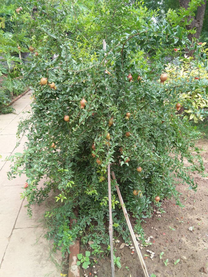 705 Black Pomegranate Tree Photos - Free & Royalty-Free Stock Photos ...