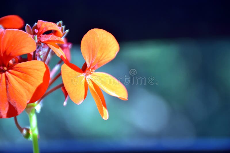 Beautiful Picture of Red Geranium Flower Stock Image - Image of summer ...