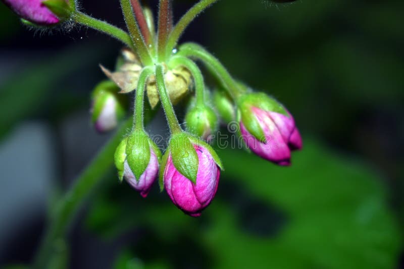 Beautiful Picture of Small Pink Geranium Flower Stock Photo - Image of ...