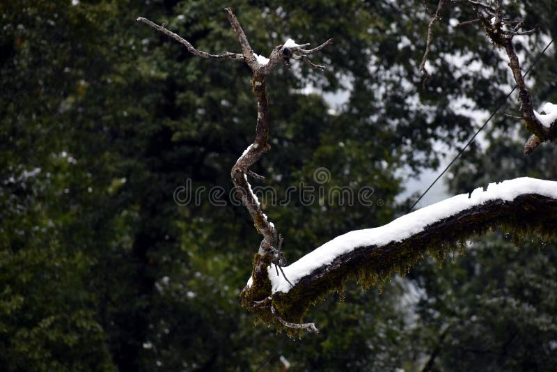 Beautiful Picture Snow in Tree Branch Stock Photo - Image of 2021 ...