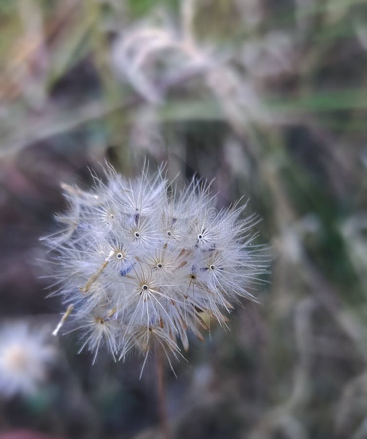 Soft Flowers stock image. Image of garden, flowers, summer - 58263181
