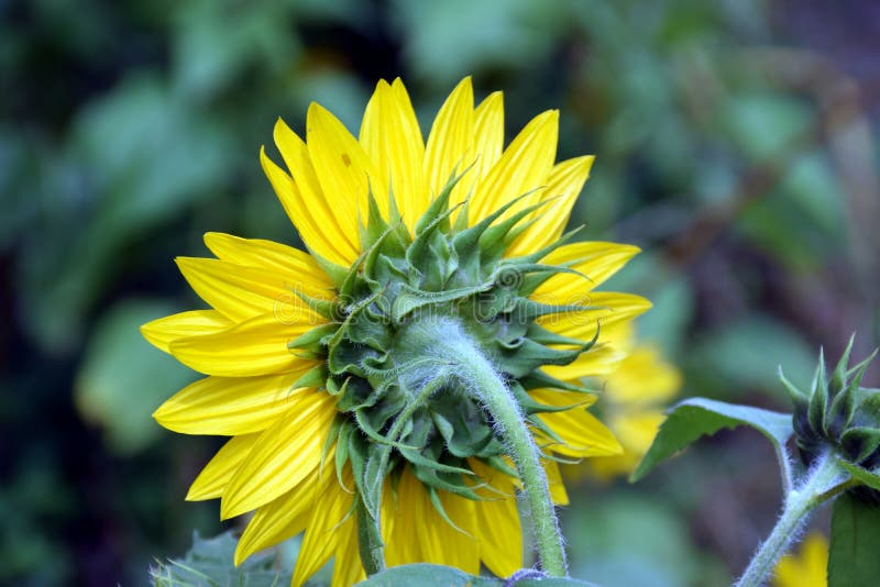 Beautiful Picture of Sunflower from Back Side Stock Image - Image of ...