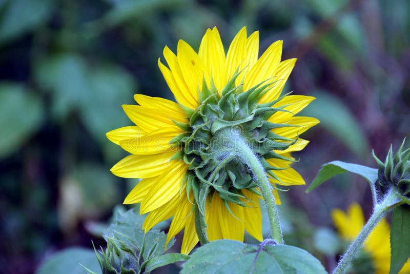 Beautiful Picture of Sunflower from Back Side in Garden Stock Image ...