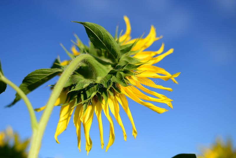 Sunflower, back view stock image. Image of sunflower, back - 5724153