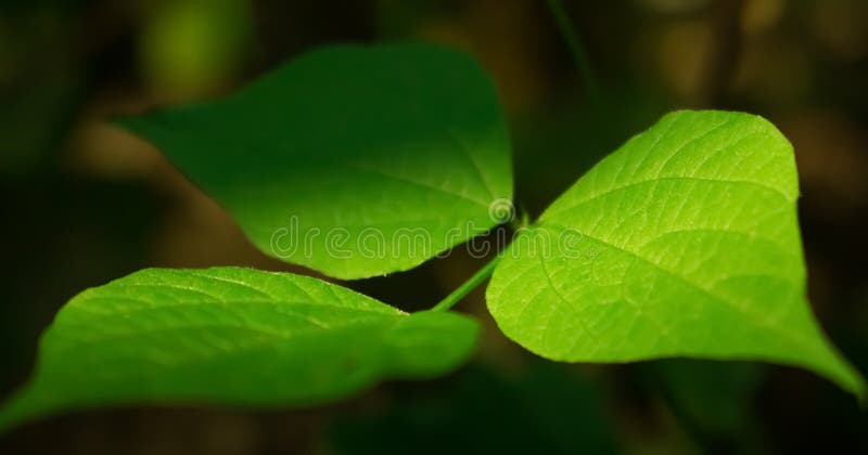 The Beautiful Picture of Tomato Tree Leaf. Stock Photo - Image of clean ...