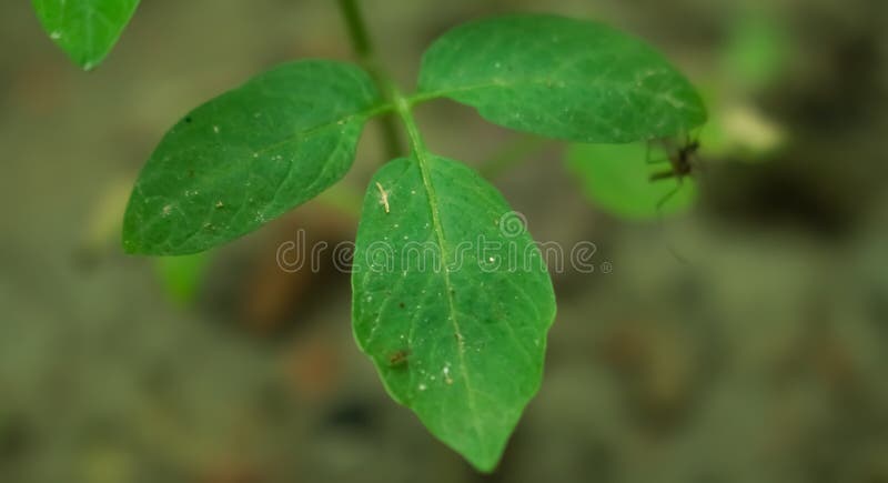 The Beautiful Picture of Tomato Tree Leaf. Stock Photo - Image of ...