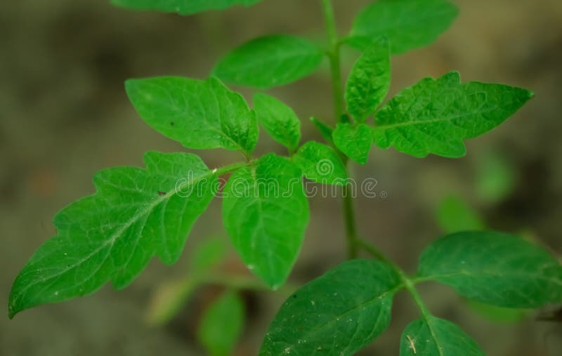The Beautiful Picture of Tomato Tree Leaf. Stock Image - Image of ...