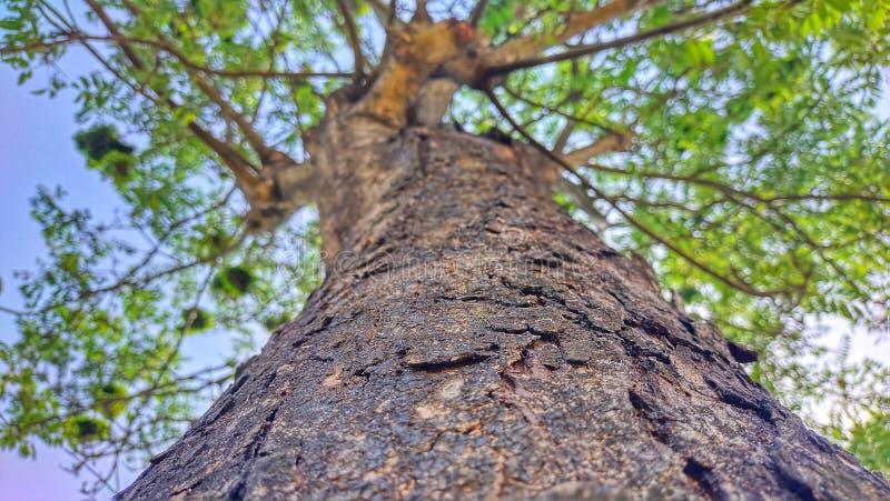 A Beautiful Picture of a Tree with Green Leaves Stock Image - Image of ...